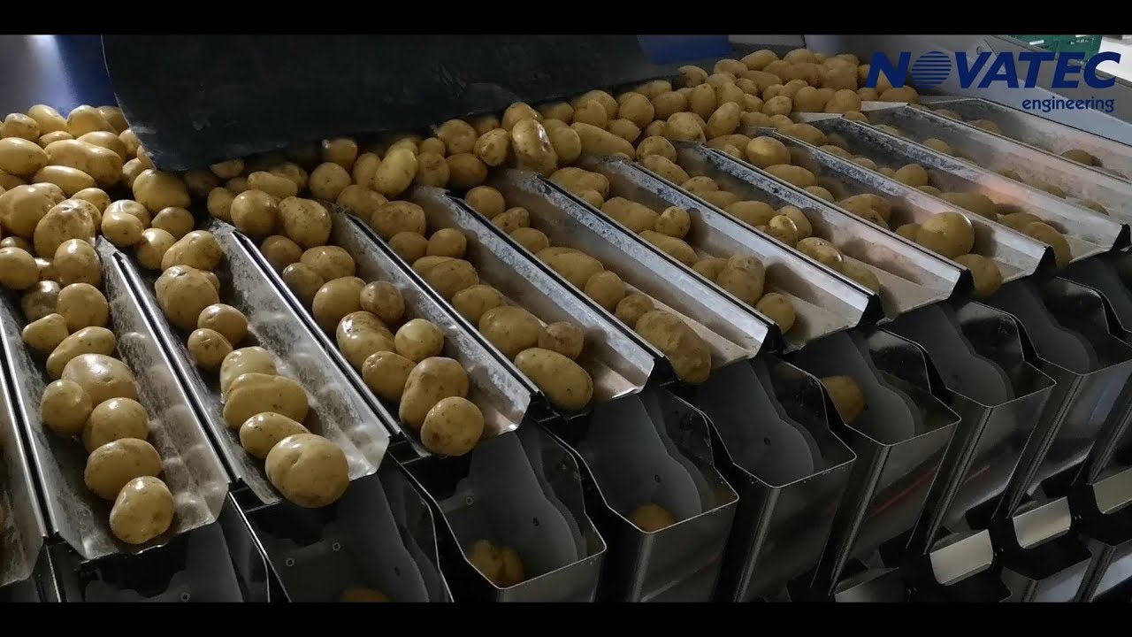 Efficient Potato Sorting, Weighing, and Packaging System for Enhanced ...