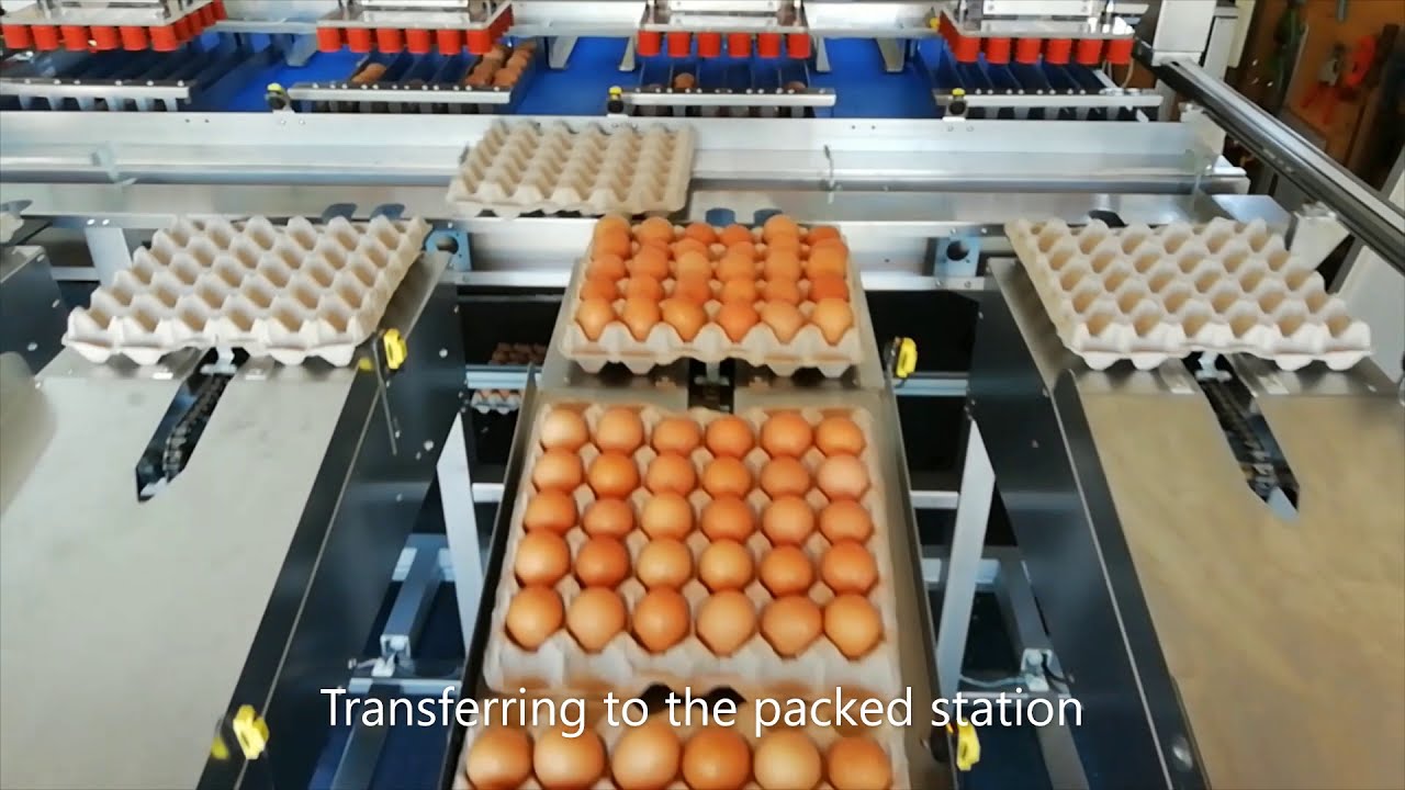 Innovative Egg Grading & Packing System: Revolutionizing Automation for ...